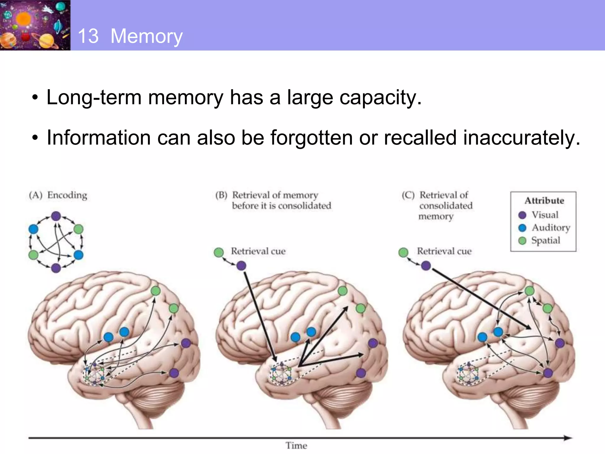 Biological Psychology: Learning & Memory | PPT