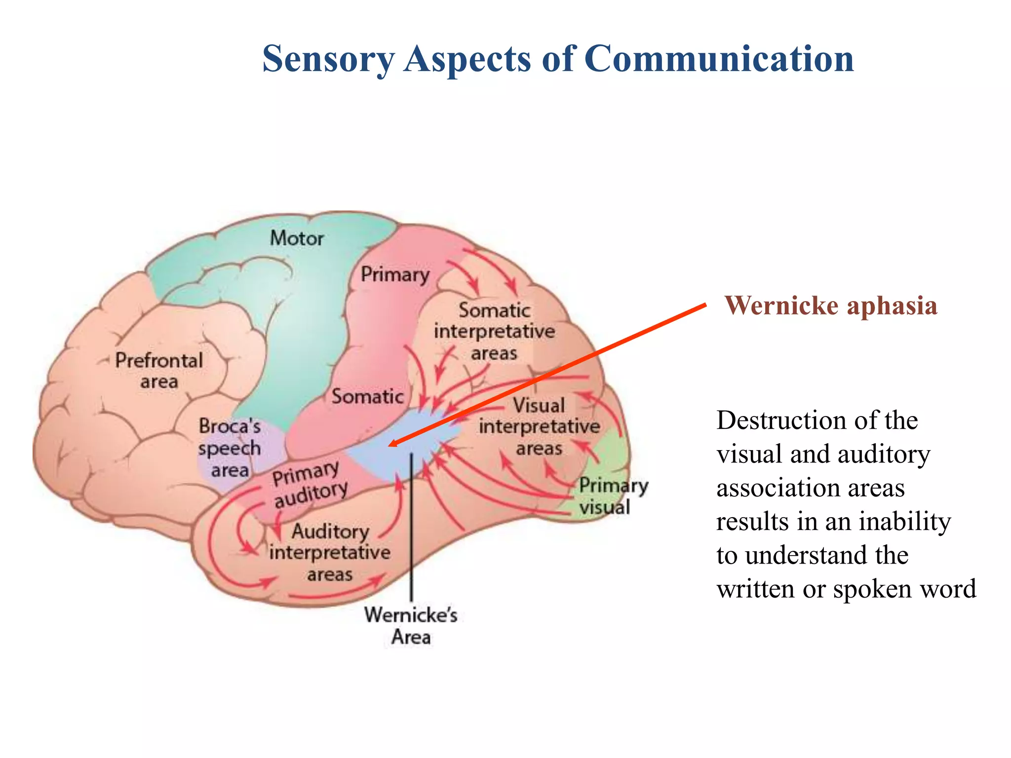 Cerebral Cortex, Intellectual Functions of the Brain, Learning, and Memory. | PPT