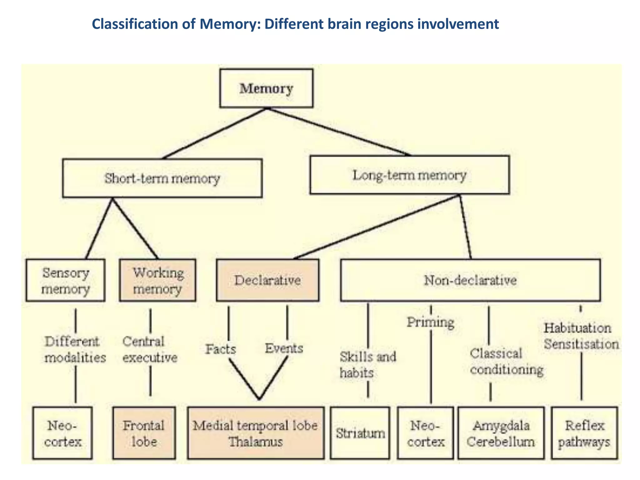 Cerebral Cortex, Intellectual Functions of the Brain, Learning, and Memory. | PPT