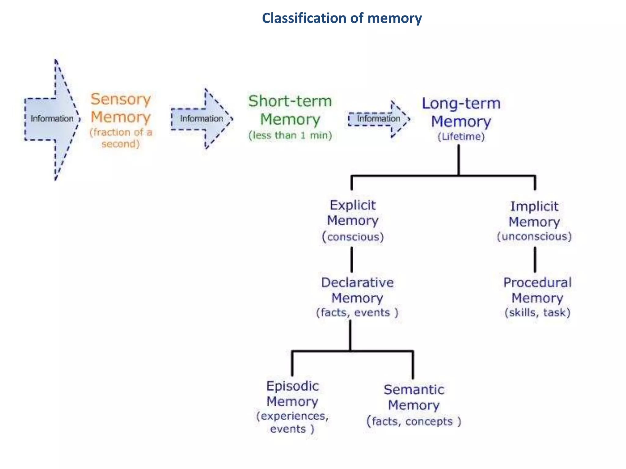 Cerebral Cortex, Intellectual Functions of the Brain, Learning, and Memory. | PPT