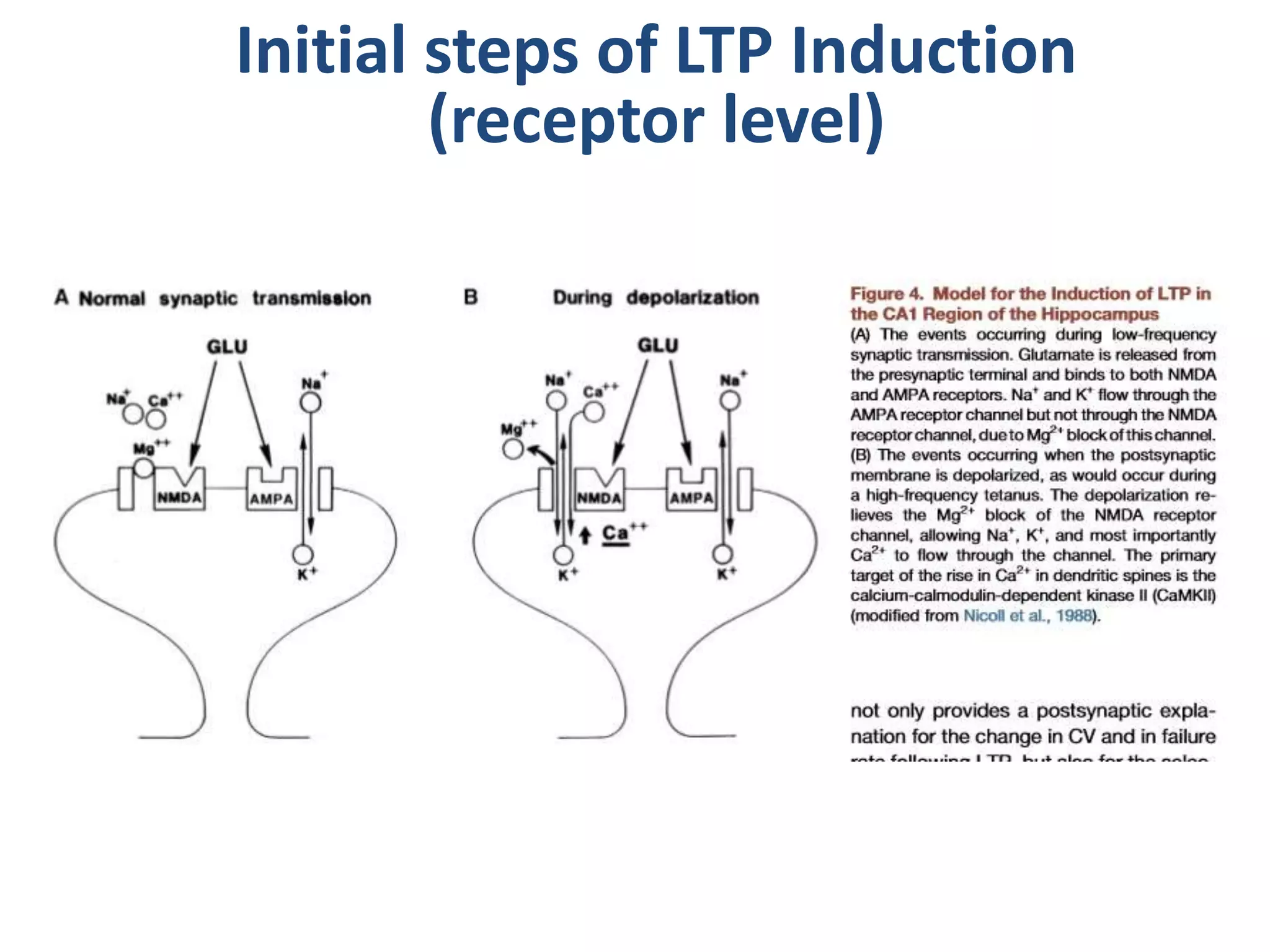 Cerebral Cortex, Intellectual Functions of the Brain, Learning, and Memory. | PPT