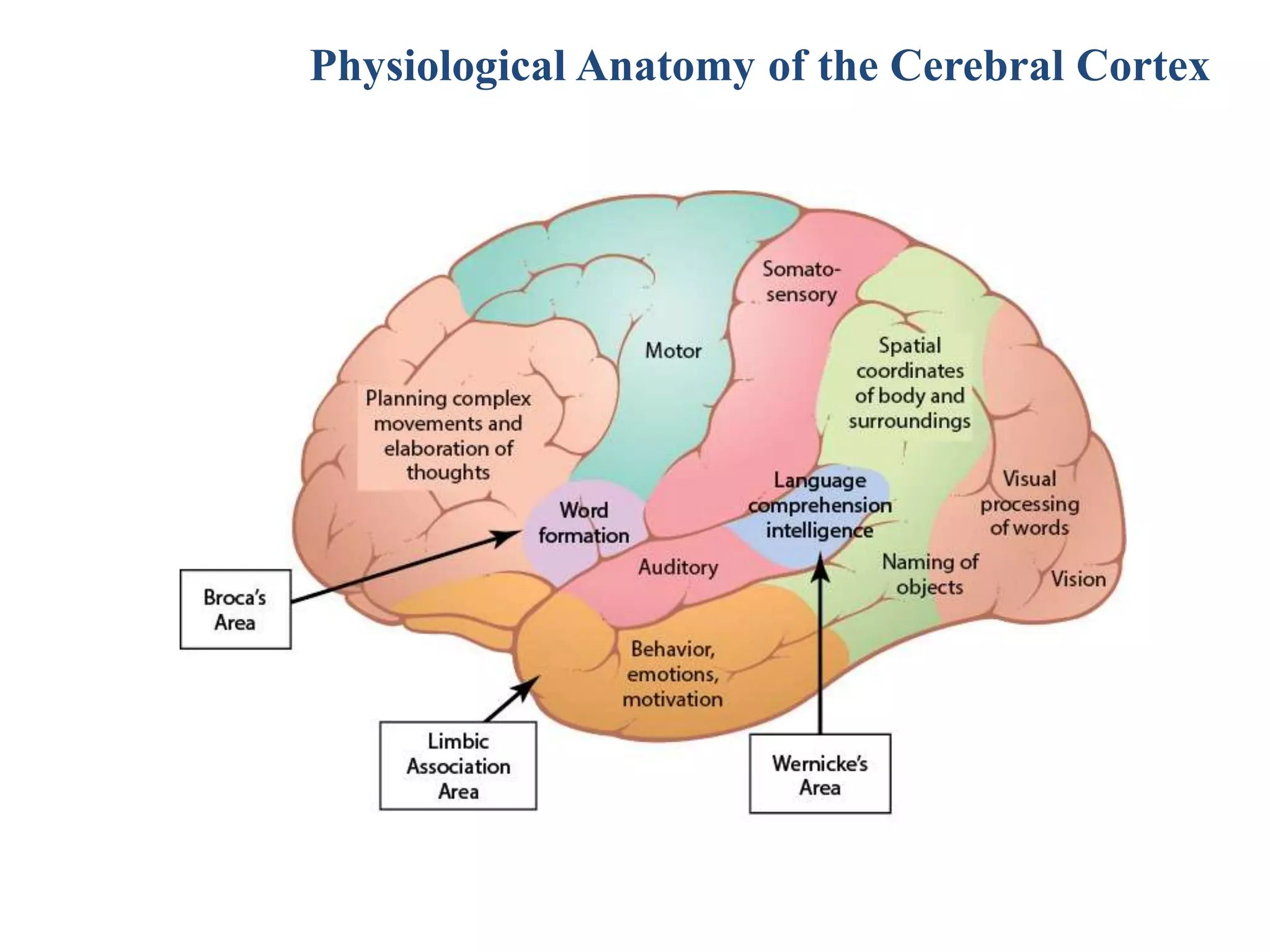 Cerebral Cortex, Intellectual Functions of the Brain, Learning, and Memory. | PPT
