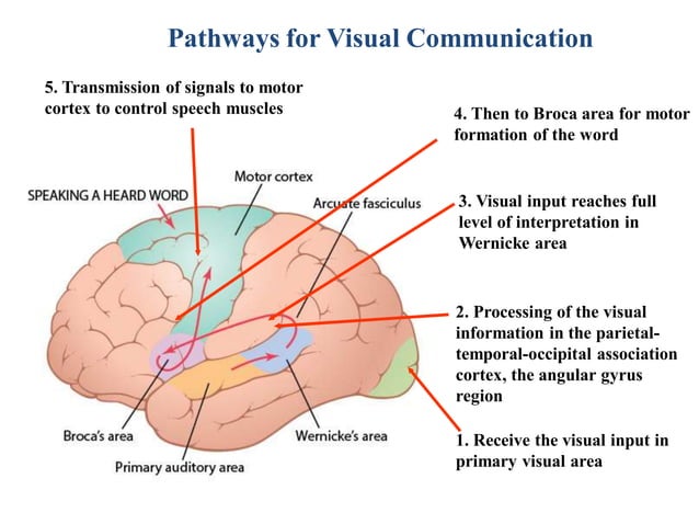 Cerebral Cortex, Intellectual Functions of the Brain, Learning, and Memory. | PPT
