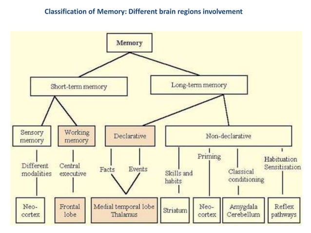 Cerebral Cortex, Intellectual Functions of the Brain, Learning, and Memory. | PPT