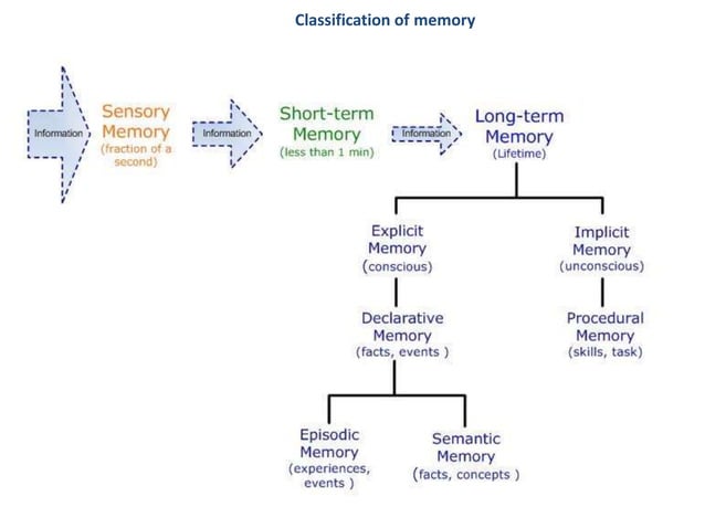 Cerebral Cortex, Intellectual Functions of the Brain, Learning, and Memory. | PPT