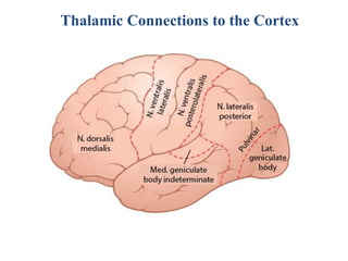 Cerebral Cortex, Intellectual Functions of the Brain, Learning, and Memory. | PPT