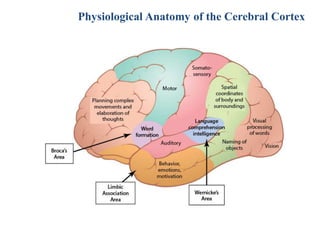 Cerebral Cortex, Intellectual Functions of the Brain, Learning, and ...