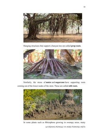 LEARNING_MODULE_IN_AGRI_FISHERY_ARTS_AGR.pdf