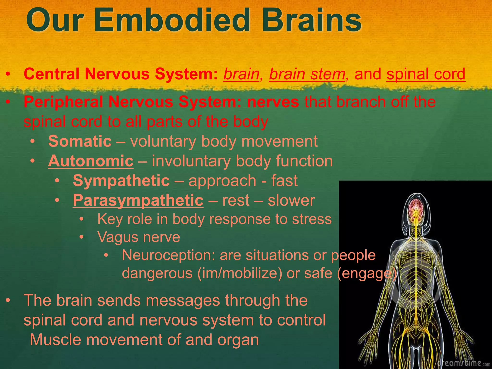 Neuroscience, Mindfulness and Learning | PPTX