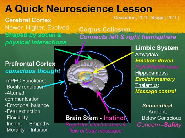 Neuroscience, Mindfulness and Learning | PPTX