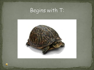 Learning the letter t | PPT