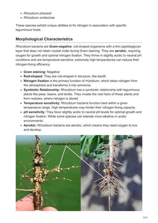 Rhizobium The Nitrogen-Fixing Bacterium.pdf