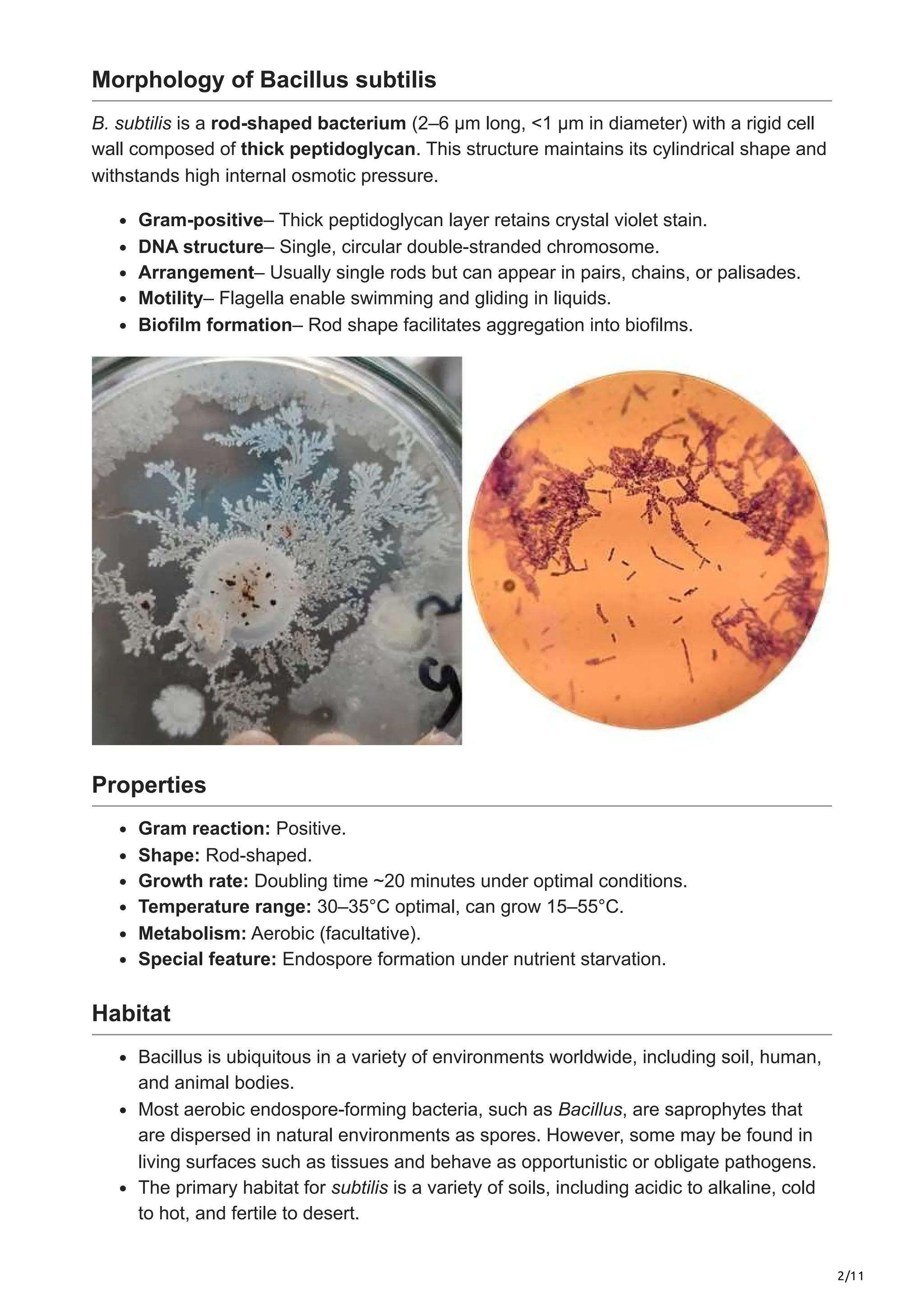 Bacillus Subtilis Morphology And Arrangement