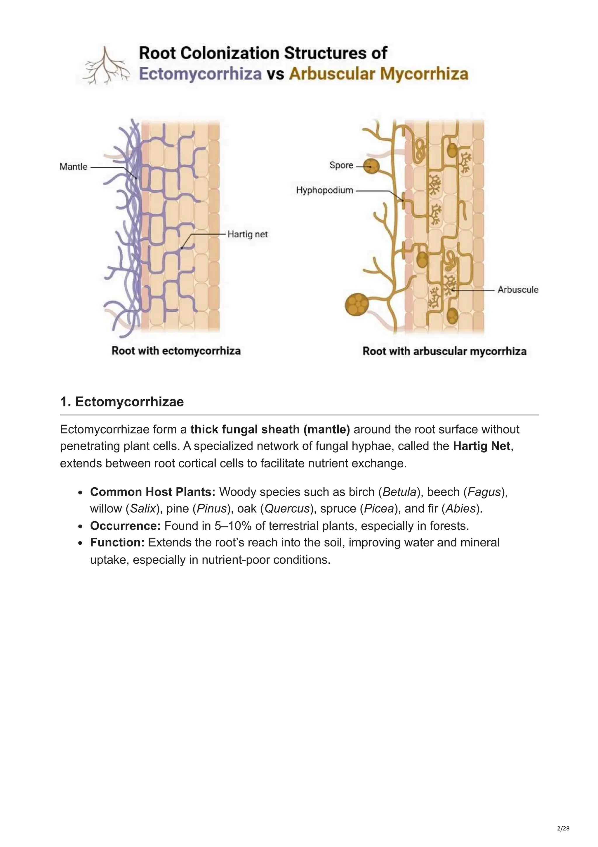 Mycorrhiza: Structure, Types, and Role in Plant Growth | PDF