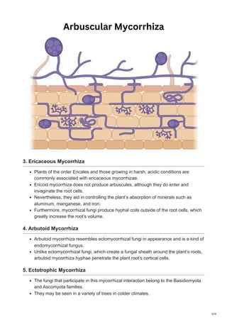 Mycorrhiza: Structure, Types, and Role in Plant Growth | PDF