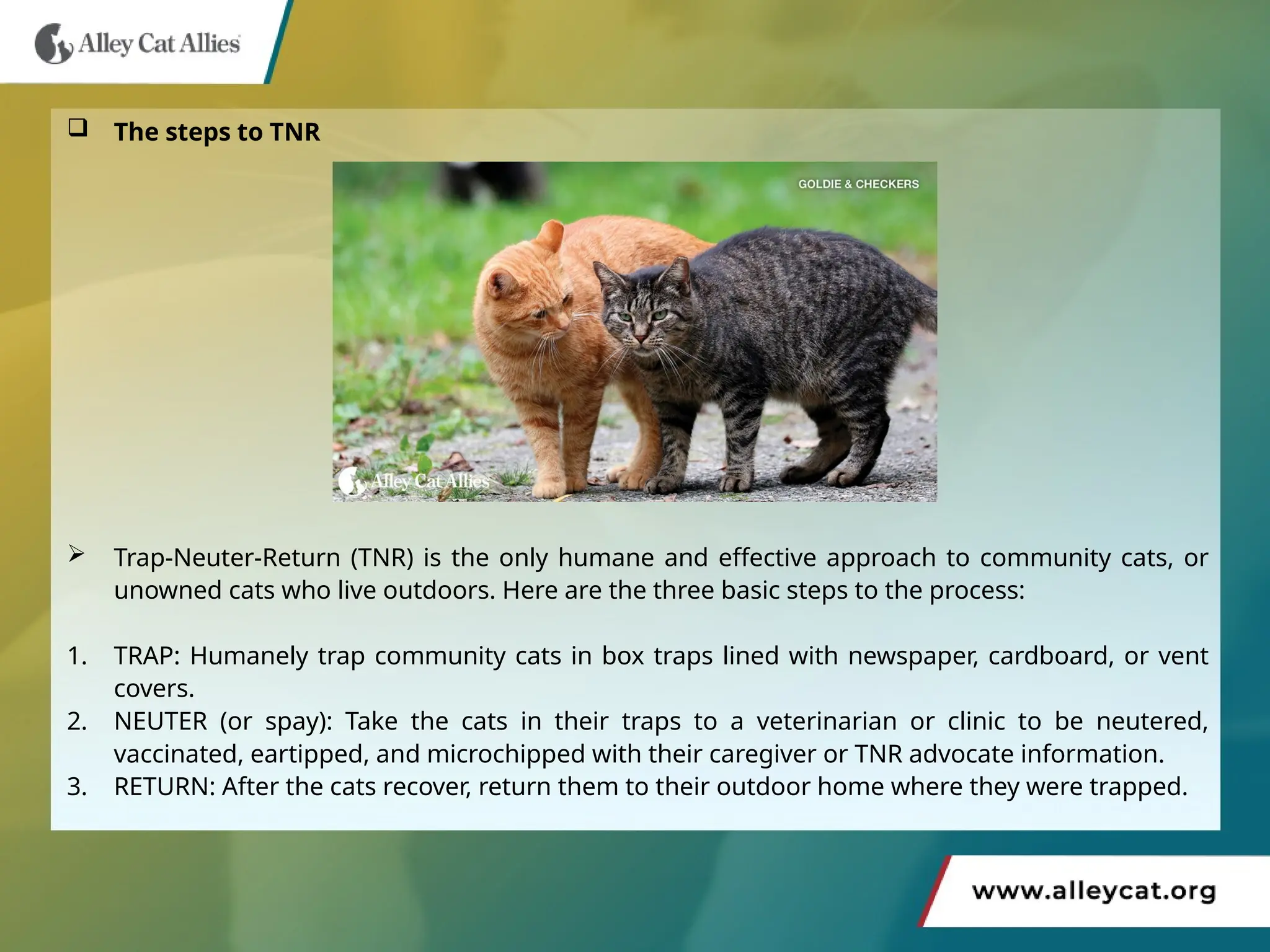 Learn the top TNR tips - Alley Cat Allies | PPTX