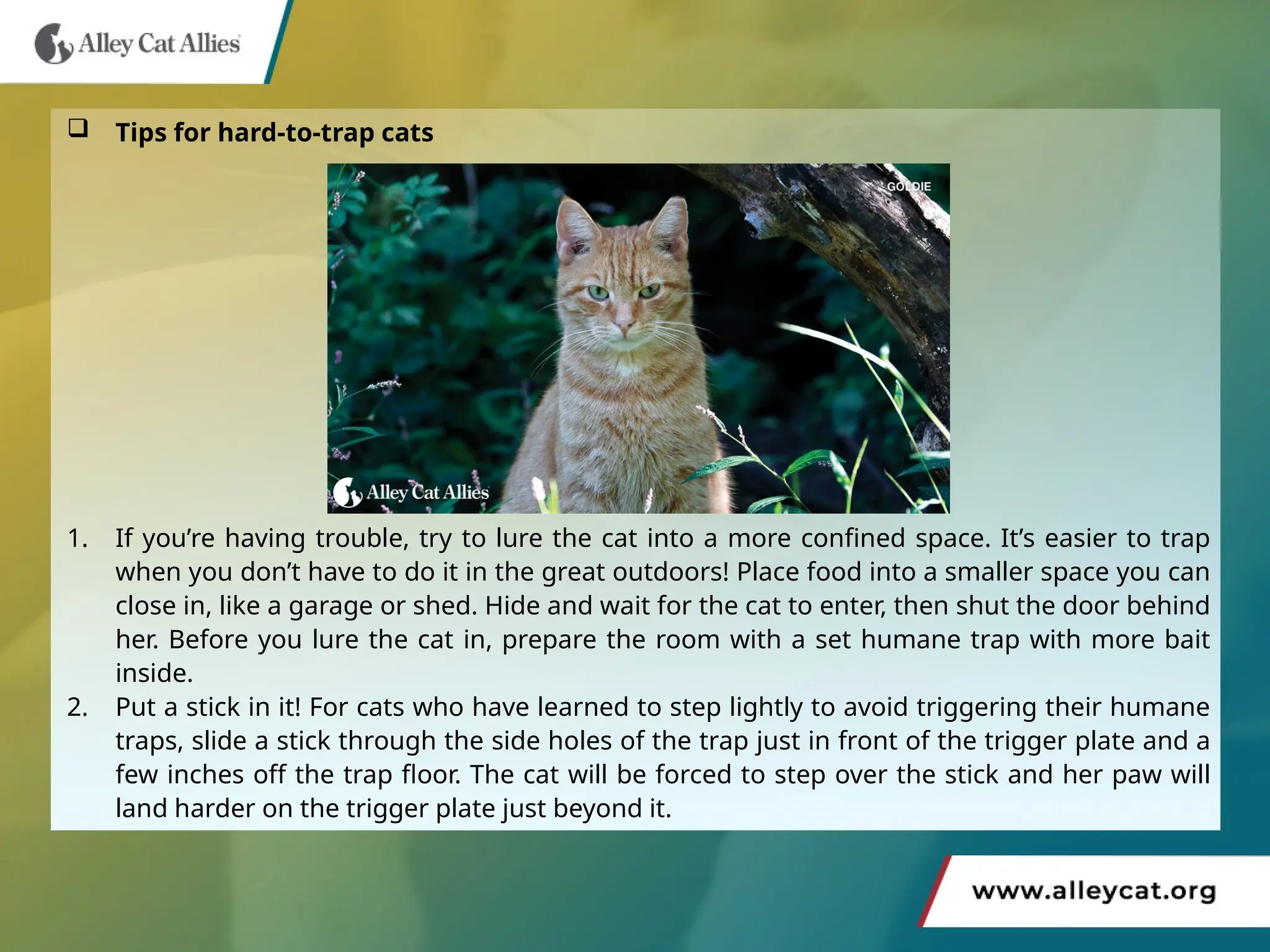 Learn the top TNR tips - Alley Cat Allies | PPTX | Cats | Pets
