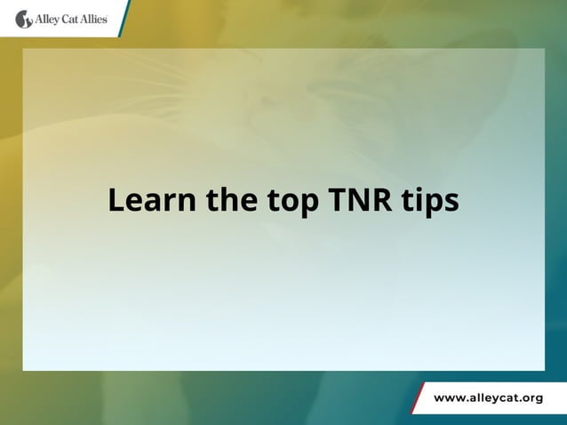 Learn the top TNR tips - Alley Cat Allies | PPTX | Cats | Pets