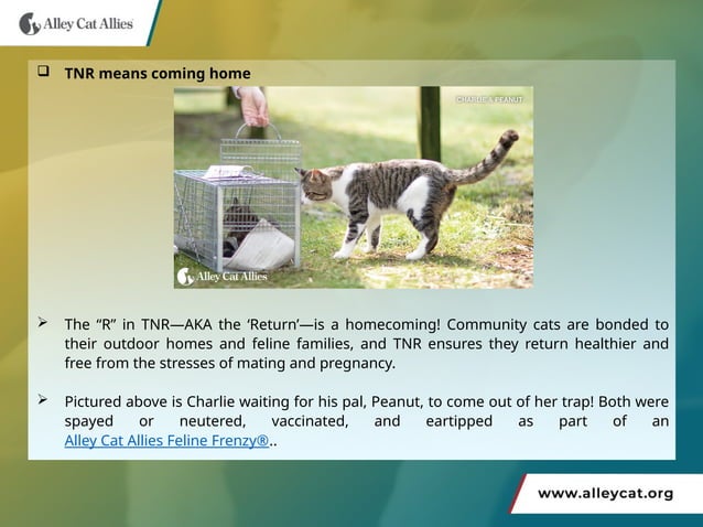Learn the top TNR tips - Alley Cat Allies | PPTX | Cats | Pets