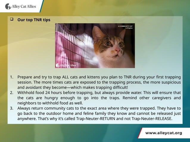 Learn the top TNR tips - Alley Cat Allies | PPTX | Cats | Pets