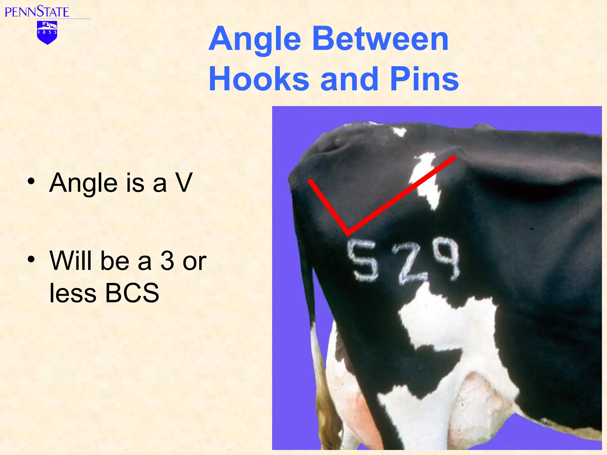 Learn to Score Body Condition for Dairy Cows | PPT