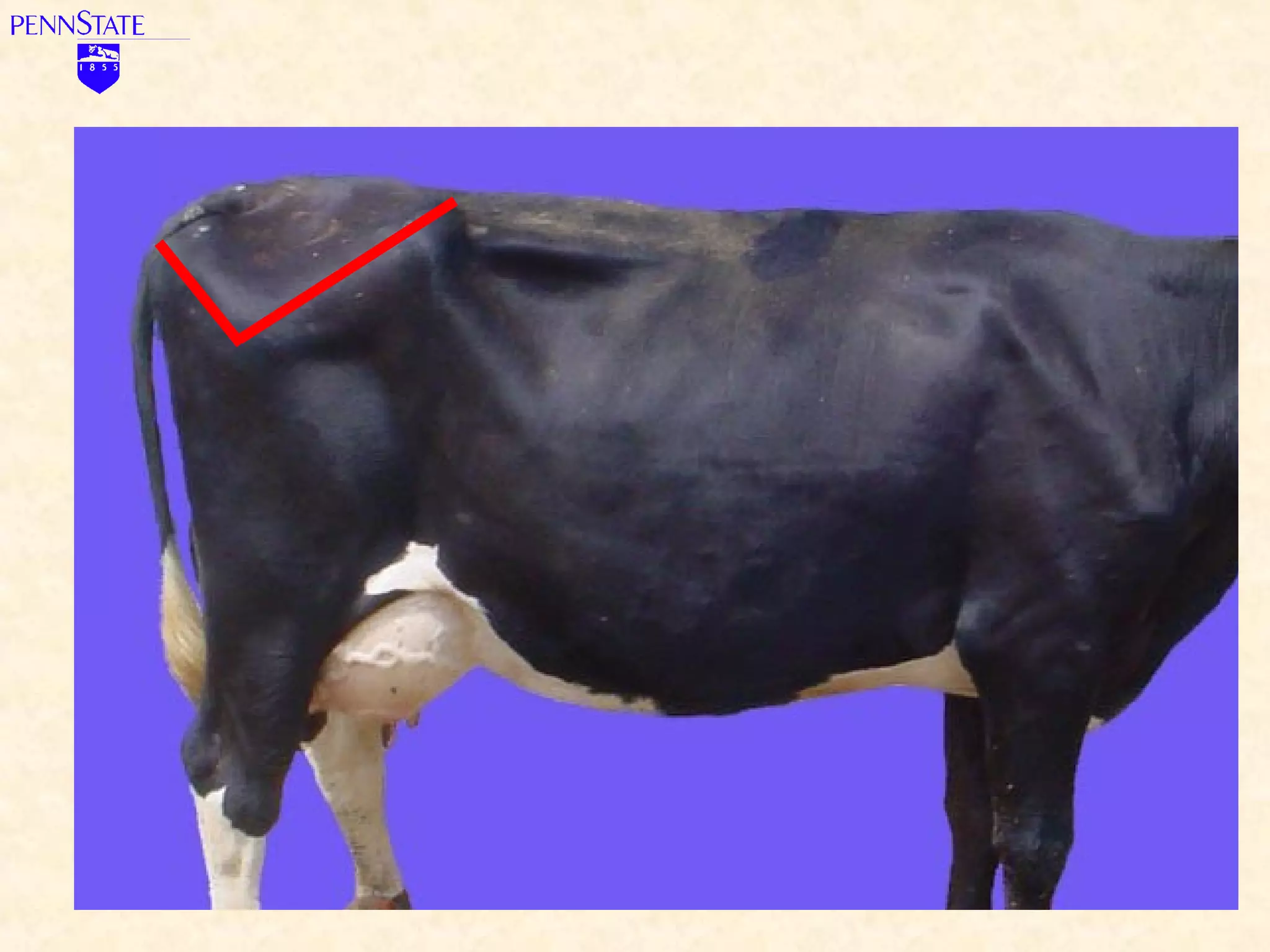 Learn to Score Body Condition for Dairy Cows | PPT