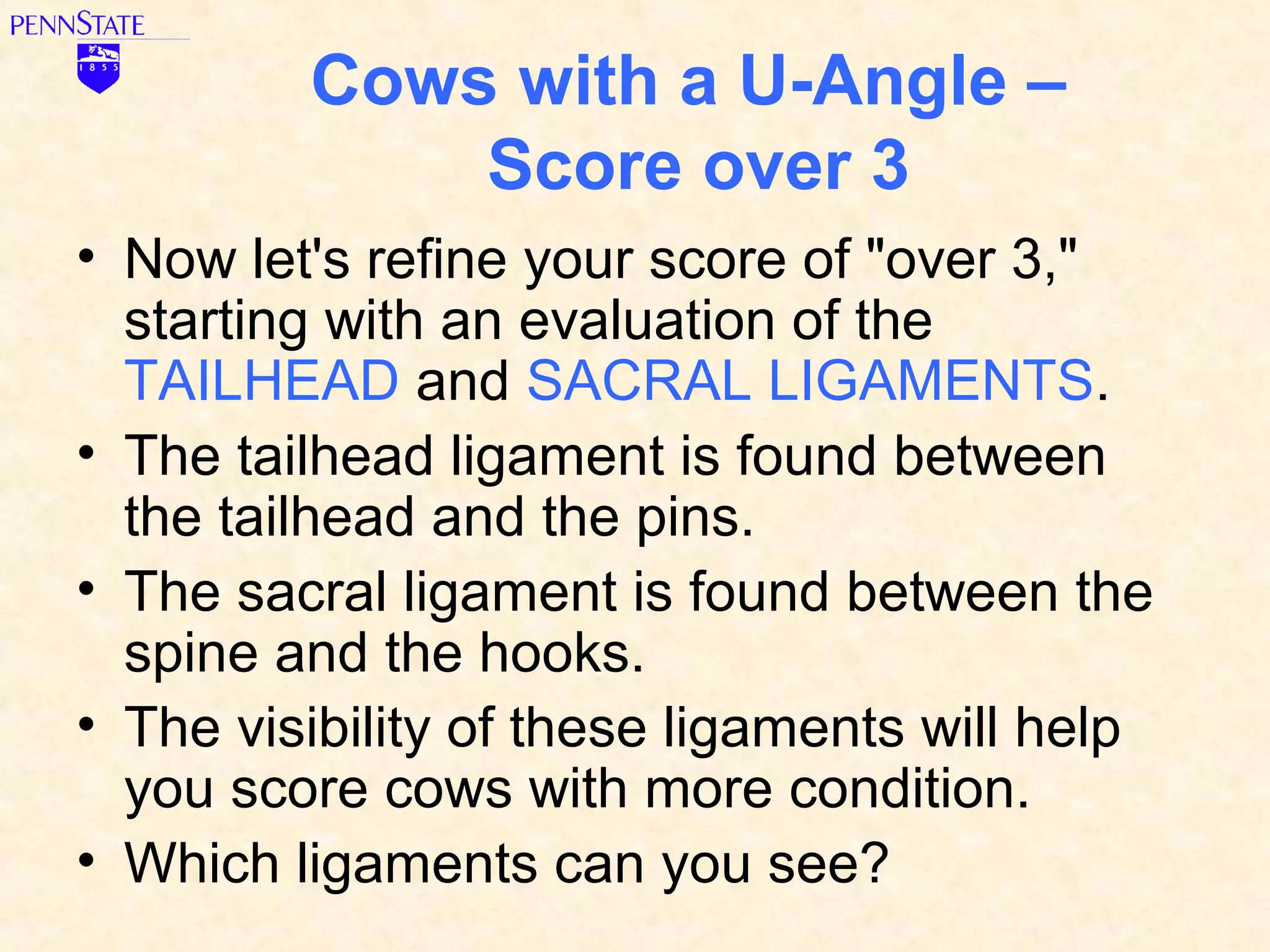 Learn to Score Body Condition for Dairy Cows | PPT