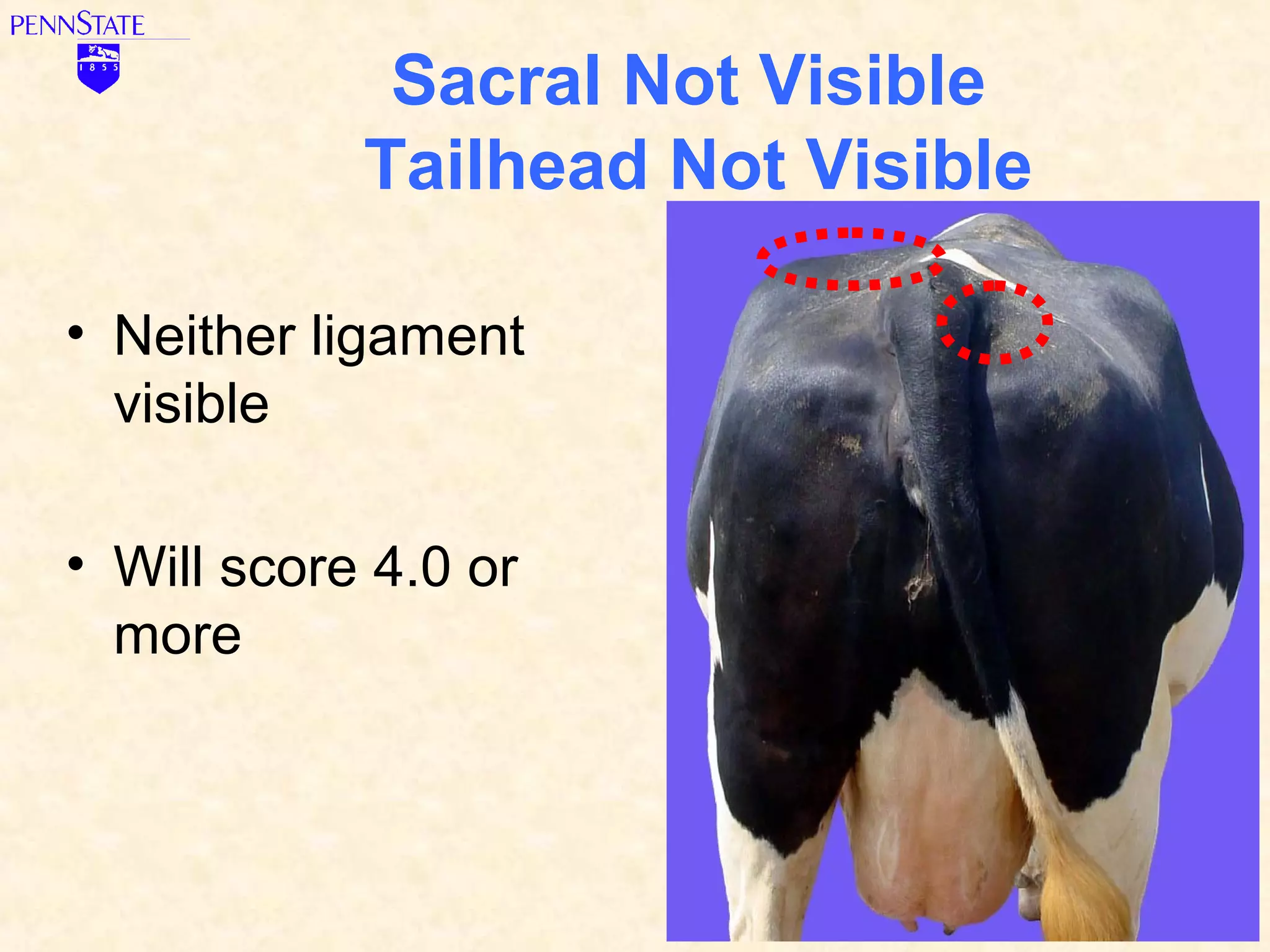 Learn to Score Body Condition for Dairy Cows | PPT