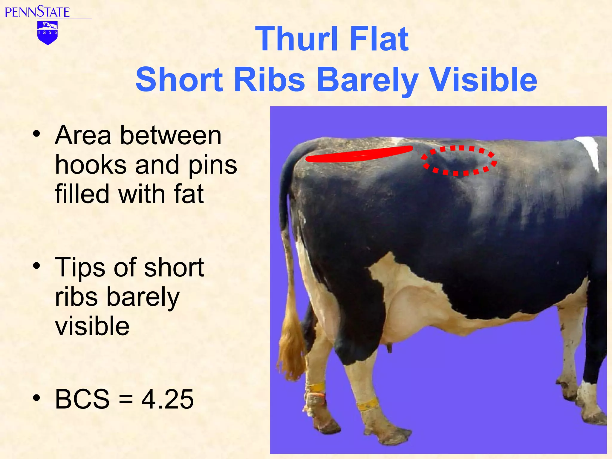 Learn to Score Body Condition for Dairy Cows | PPT