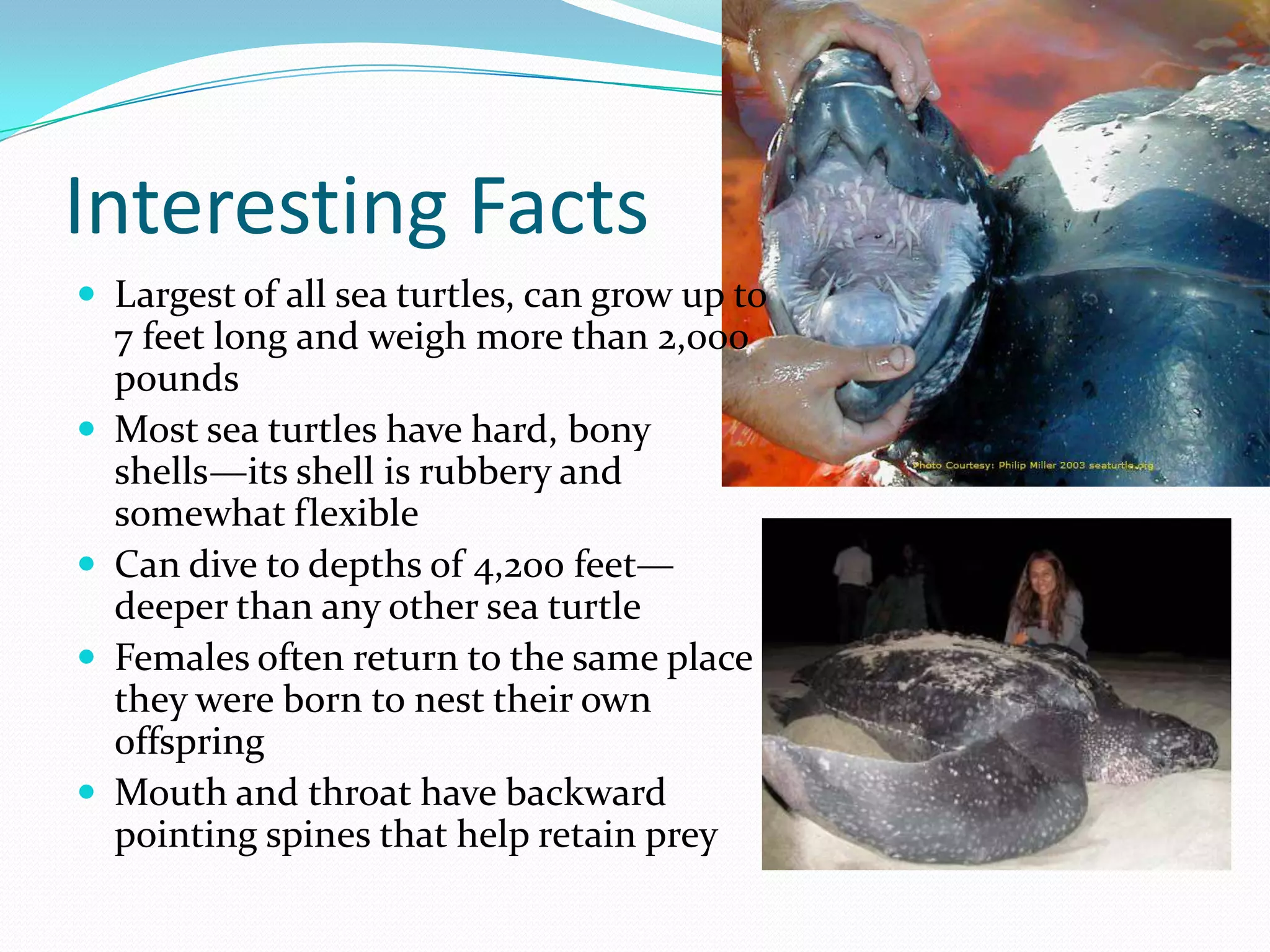 Leatherback sea turtle | PPTX