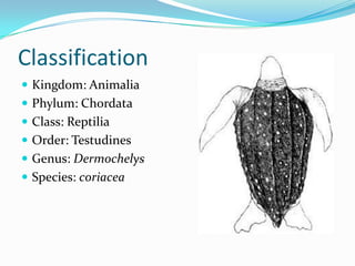 Leatherback sea turtle | PPTX