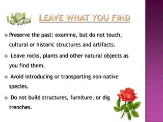 Paige Anderson's LNT | PPT