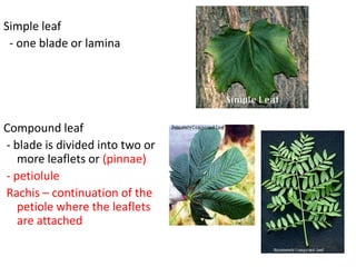 Leaves | PPTX