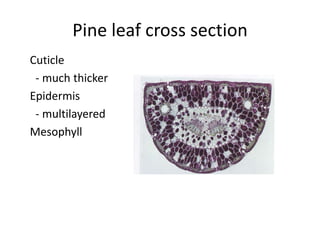 Pine Leaf Cross Section