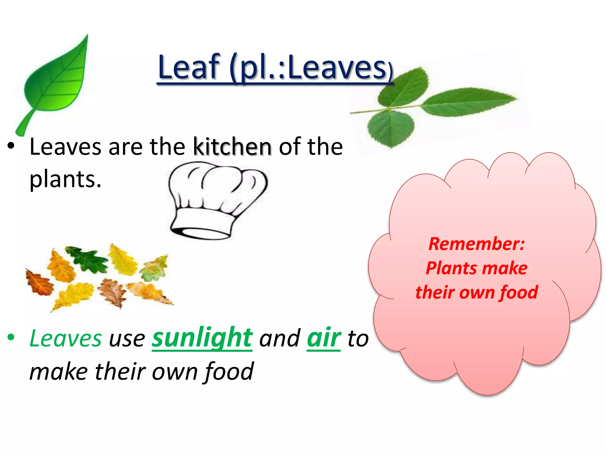 Leaves | PPTX