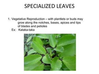 Leaves | PPT