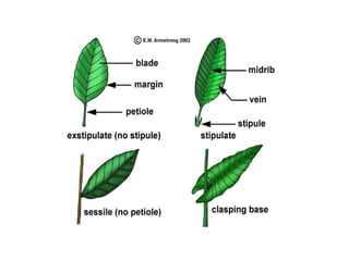 Petiolate Leaf