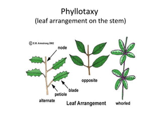 Alternate Phyllotaxy