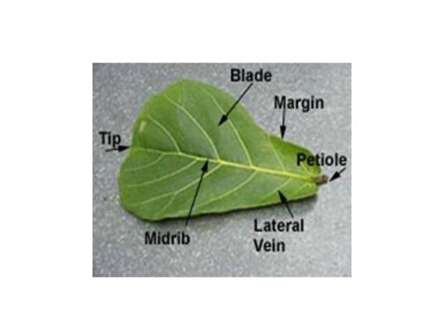 😀 Katakataka leaves function. Miracle Plant (Kataka. 2019-02-22