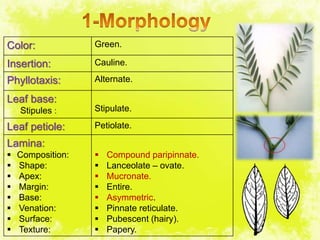 leaves (senna, eucalyptus, rosemary & sage) | PPT