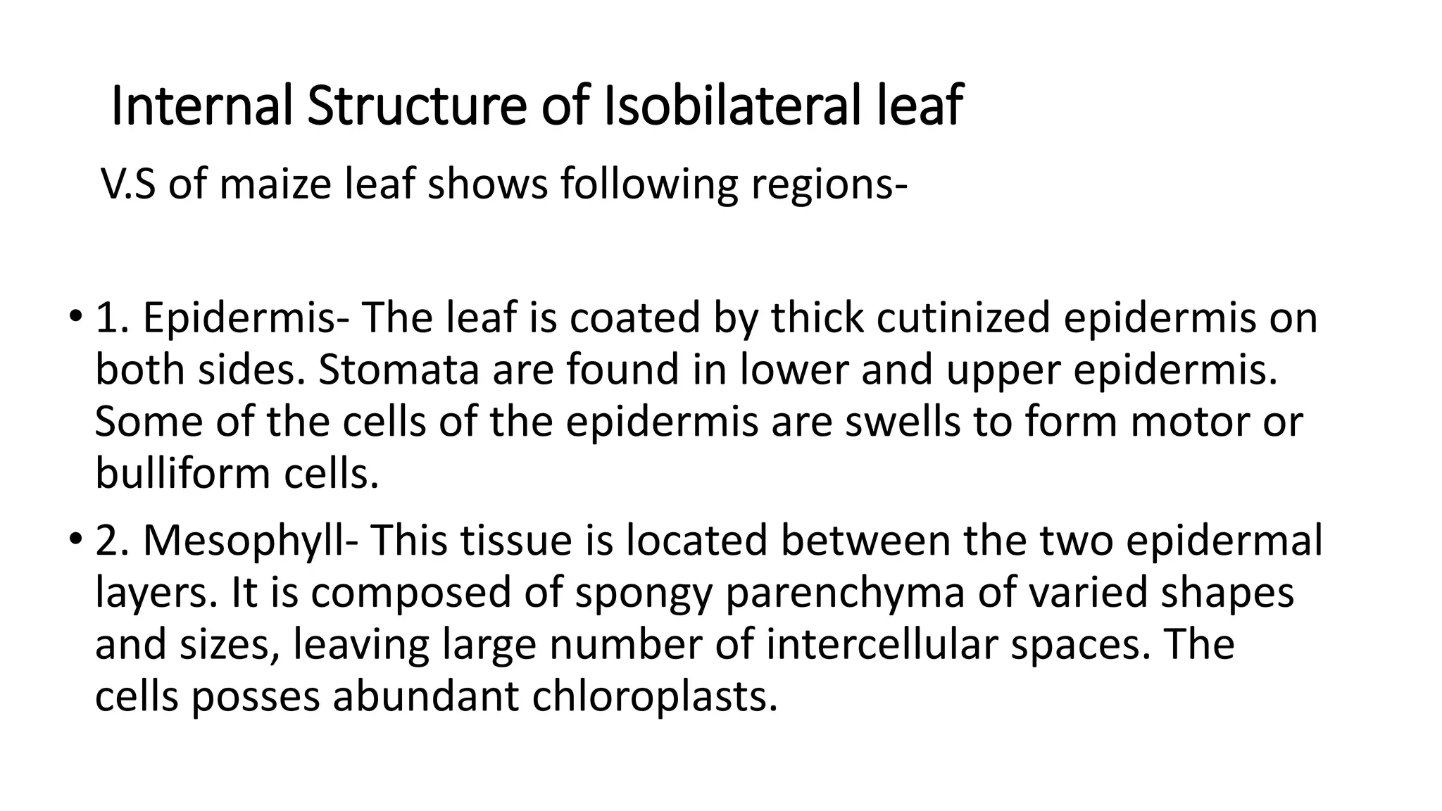 Leaves | PPTX