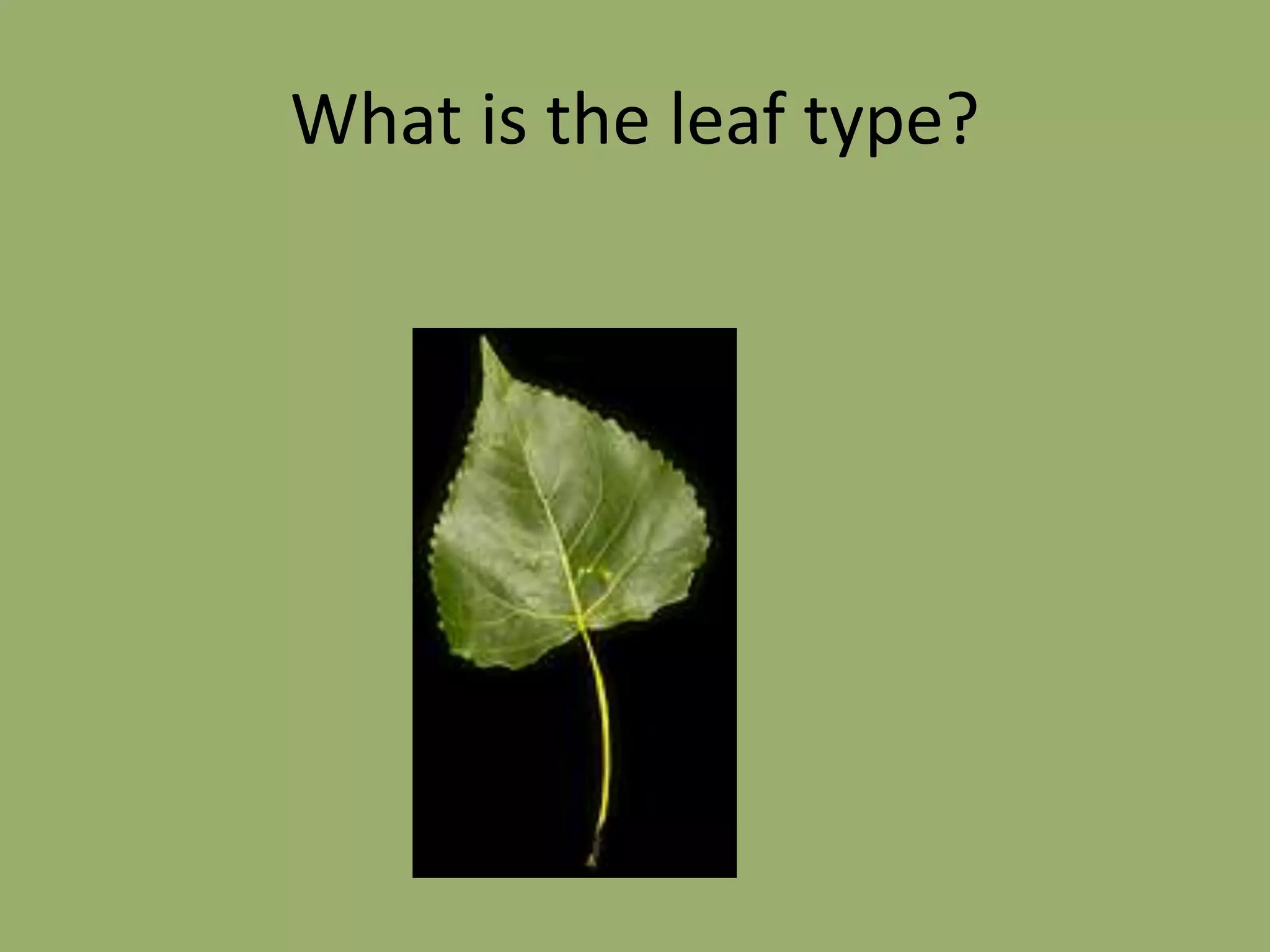 leaves.ppt