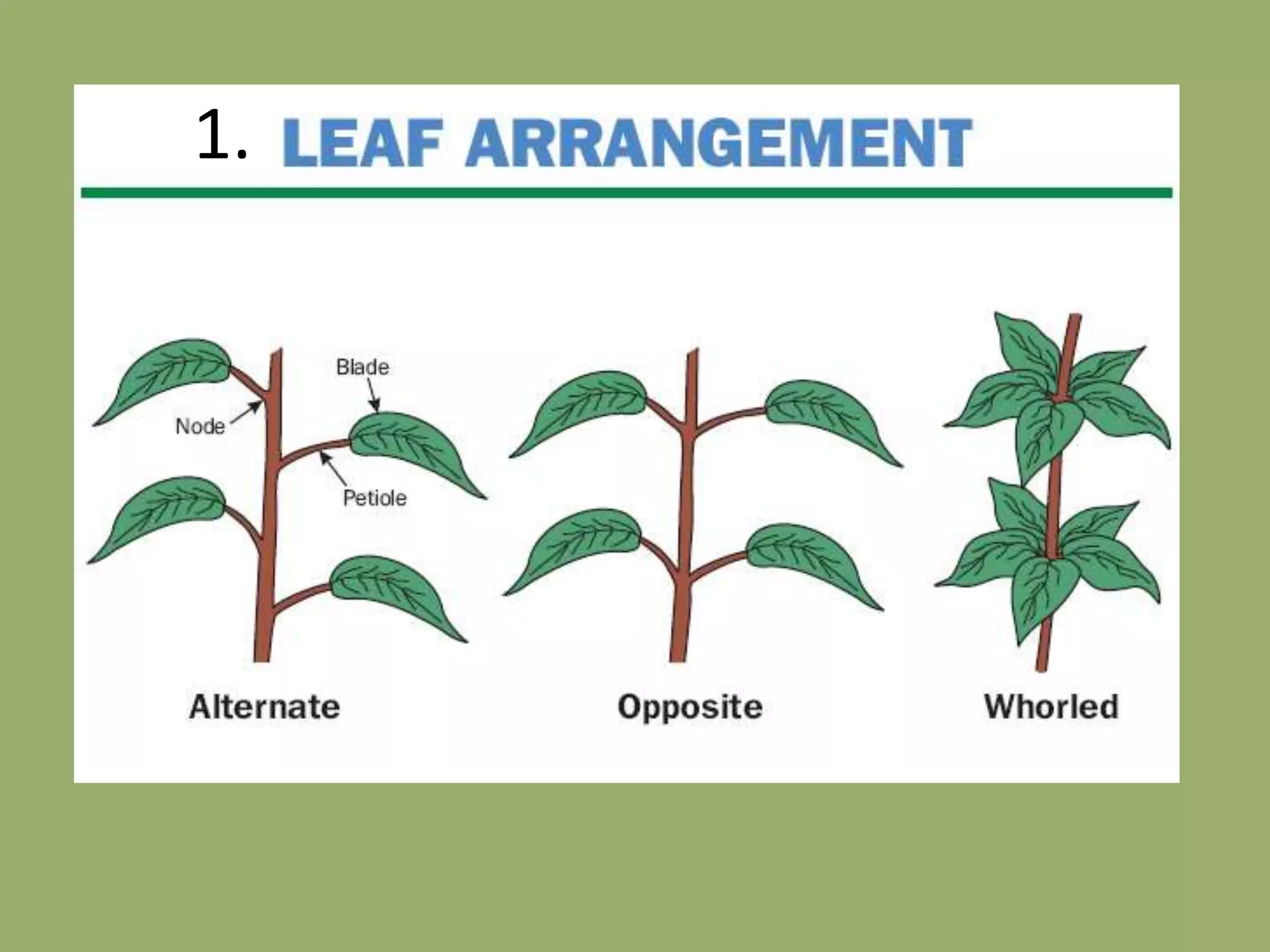 leaves.ppt