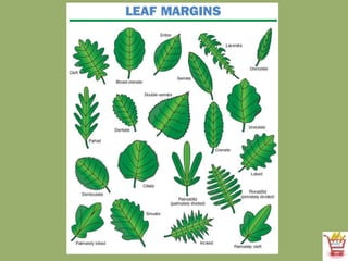 leaves.ppt