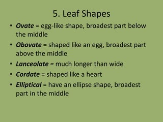 leaves.ppt