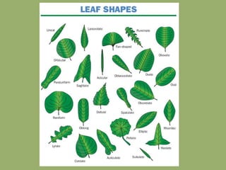 leaves.ppt