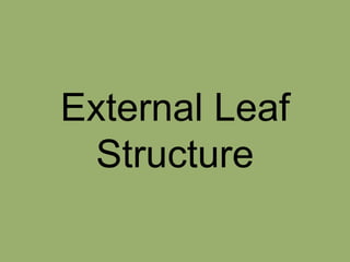 leaves.ppt