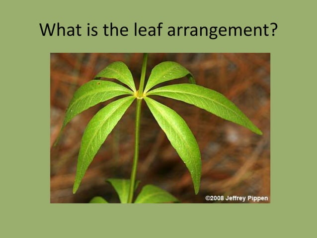 leaves.ppt | Gardening | Home & Garden
