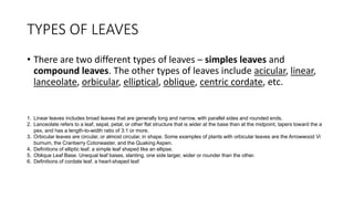 LEAVES.pptx | Geography | Science