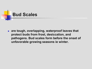 leaves.ppt